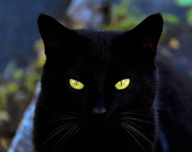 Why cats have such strange haunting eyes?? – Waggle Merch